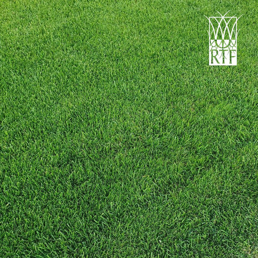 Nullarbor Santa Ana Couch Turf - Resilient, Sun-Loving Turf – Landscape ...