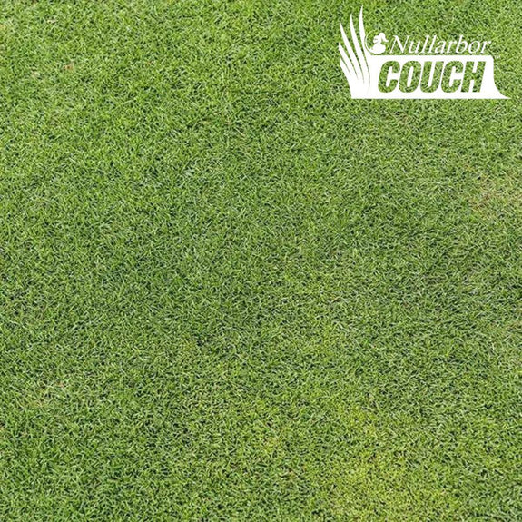 High-Quality Natural Turf for Gardens-Buffalo Turf,Couch Turf,and More ...
