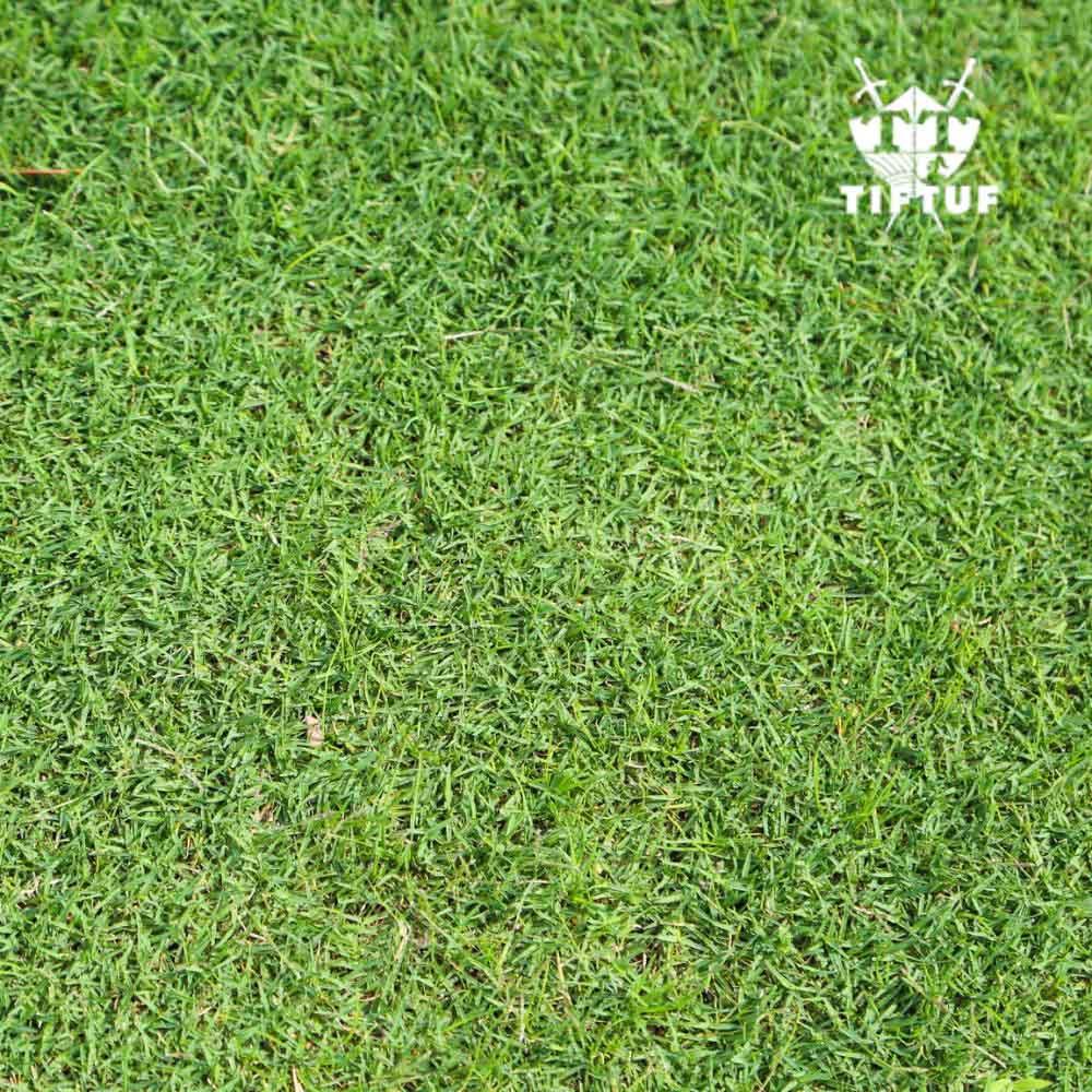 Nullarbor Santa Ana Couch Turf - Resilient, Sun-Loving Turf – Landscape ...